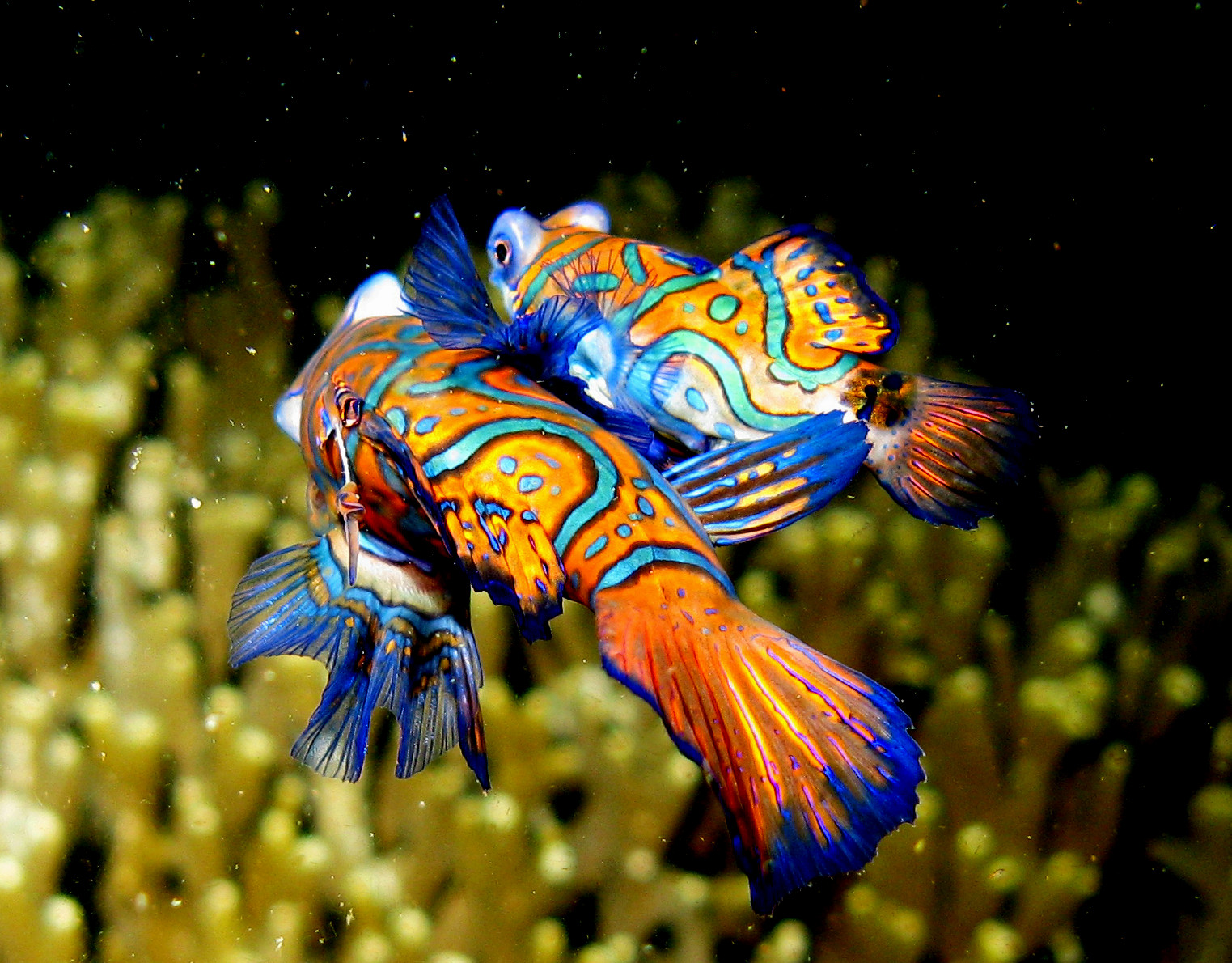 9 Best Fish for Reef Tank