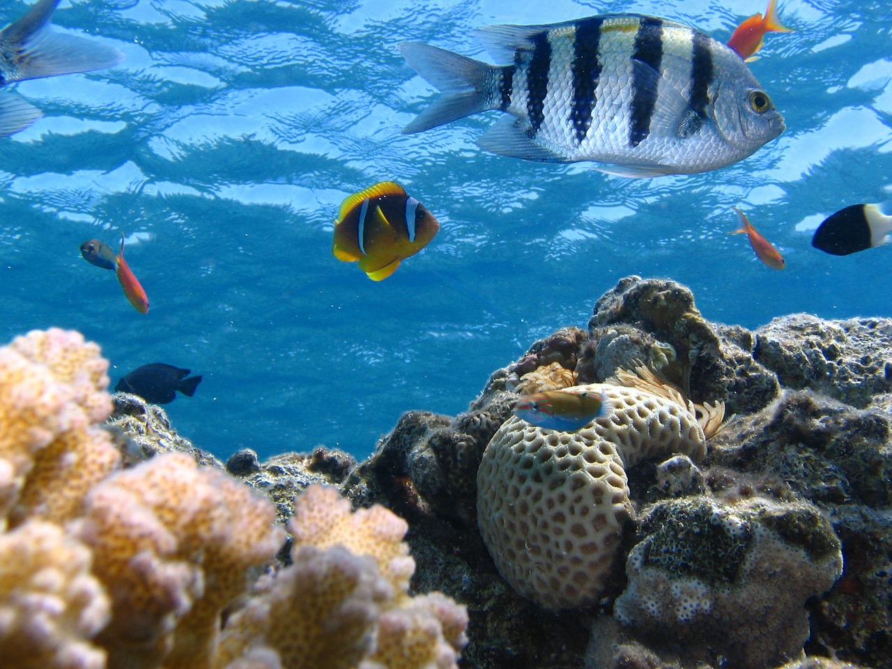 6 Best Saltwater Aquarium Fish for Beginners