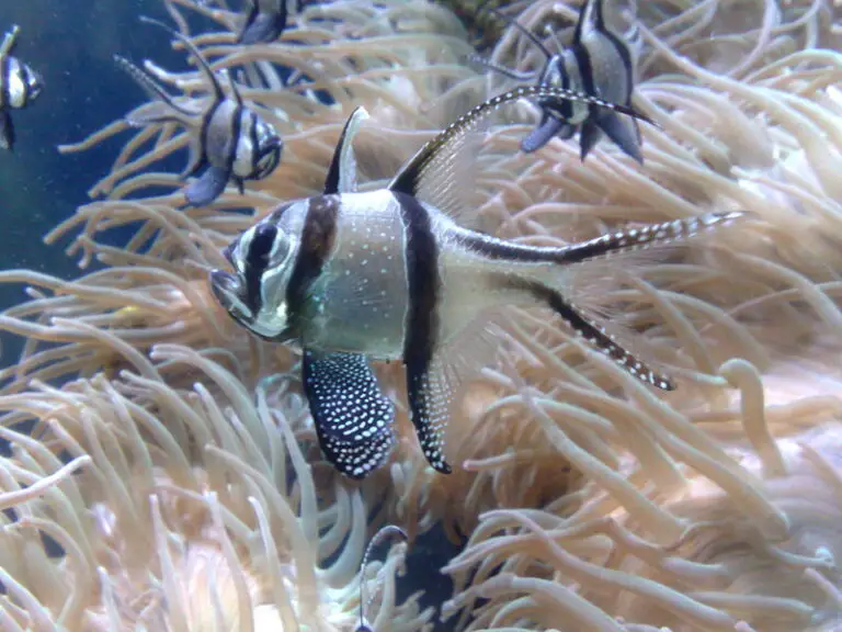 Banggai Cardinalfish Care & Facts (Pterapogon Kauderni)