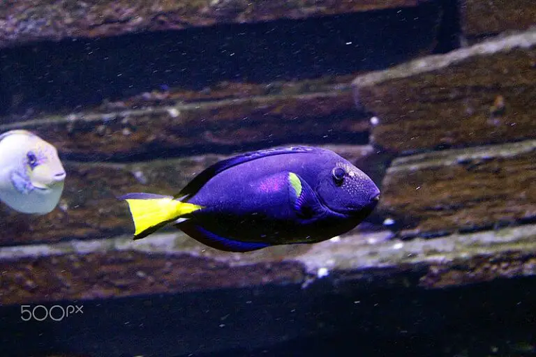 Blue Hippo Tang Care & Facts (Paracanthurus hepatus)