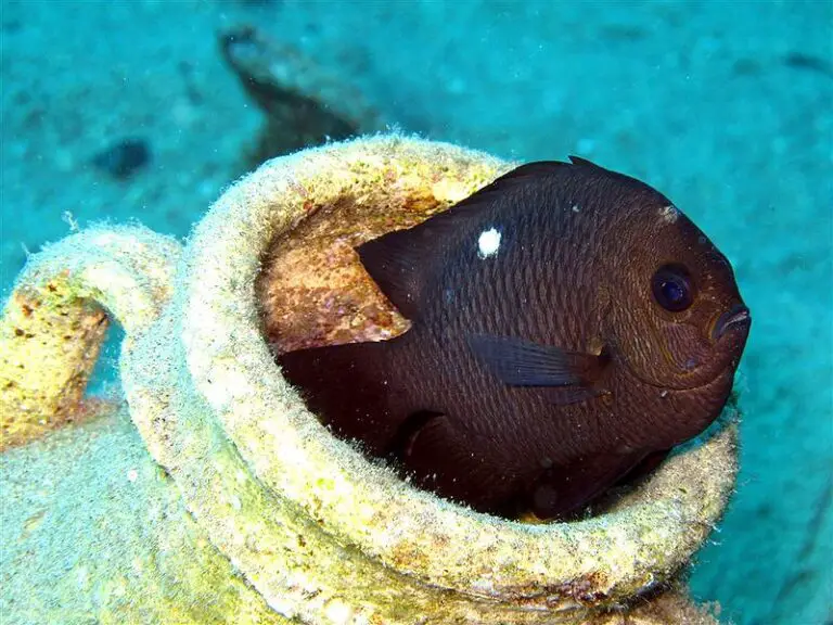 Domino Damselfish Care & Facts (Dascyllus trimaculatus)