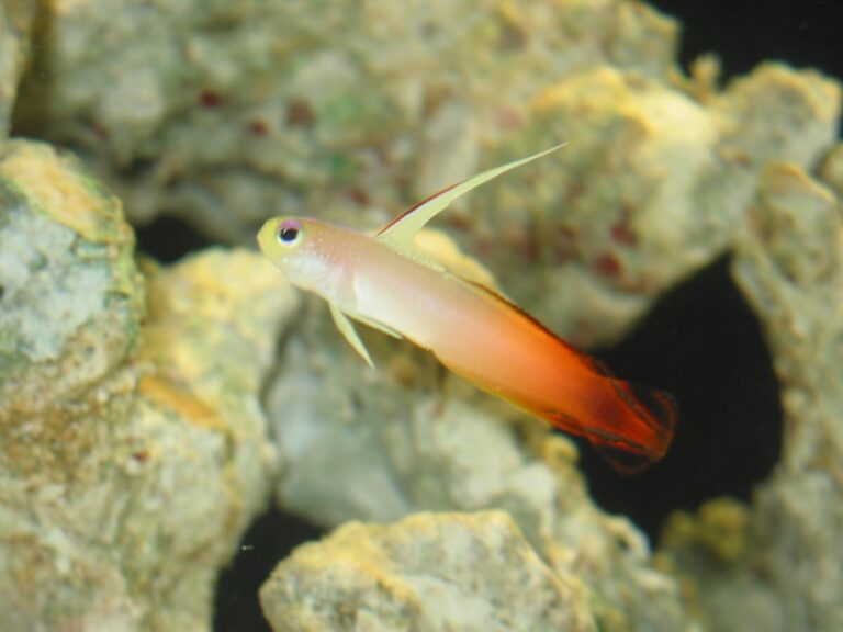 Firefish Facts And Care (Nemateleotris magnifica)