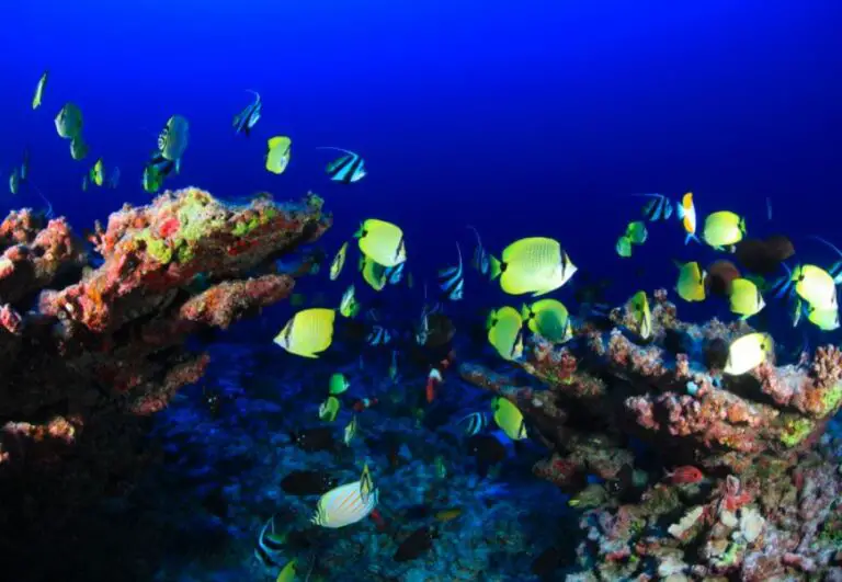 19 Coolest Saltwater Aquarium Fish