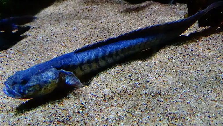Dragon Goby Care & Facts (Gobioides Broussonnetii)