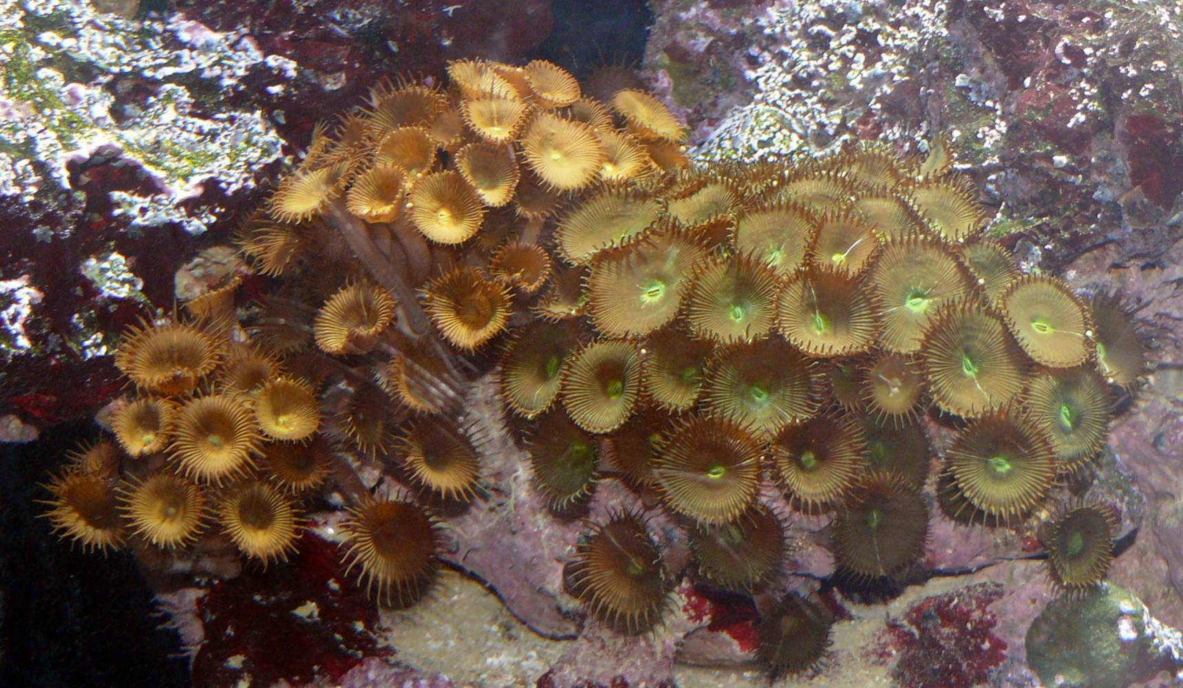 Brown Button Polyps - What You Need To Know?