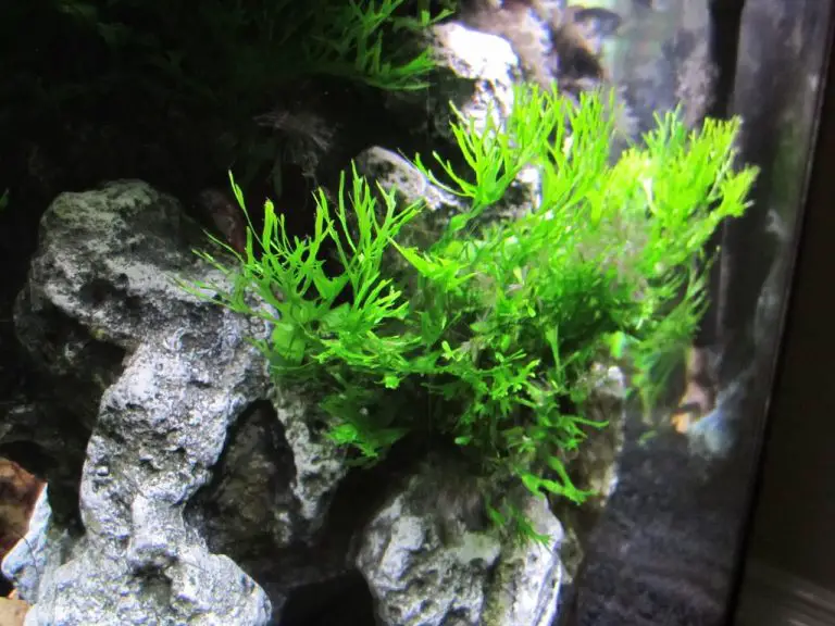 Do Java Ferns Melt?