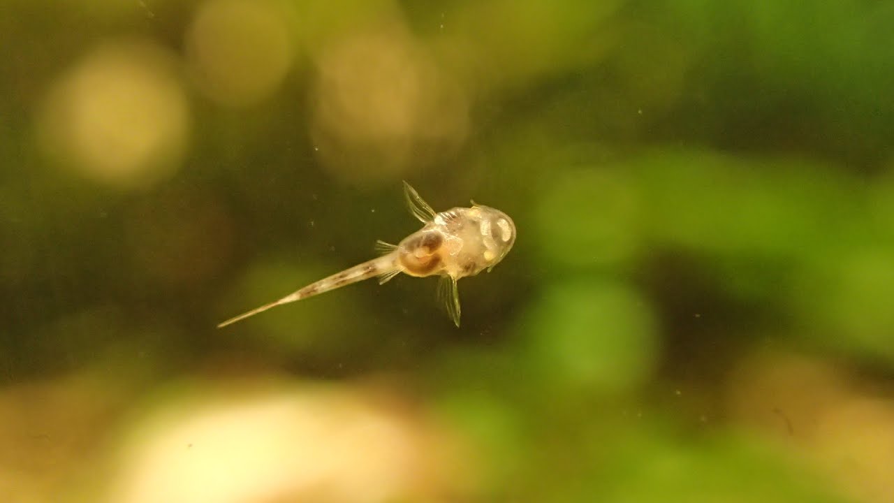 Otocinclus Fry