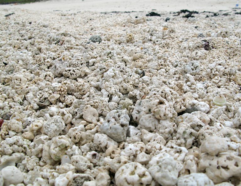 Pond Gravel Aquarium Filter Media ~ Crushed Coral ~ Media For Marine ...