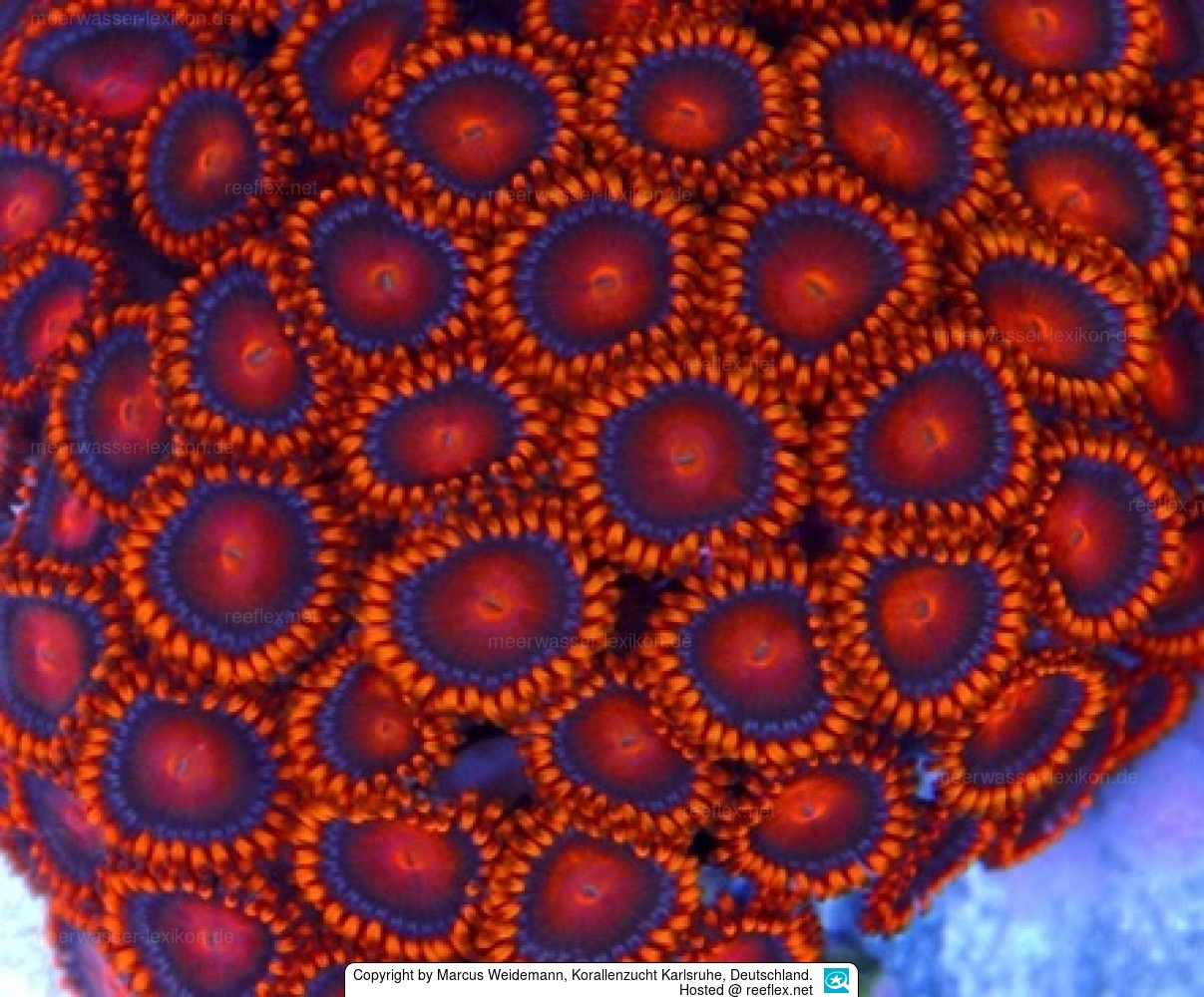 Bam Bam Zoanthid Care: The Essential Guide for Aquarium Enthusiasts