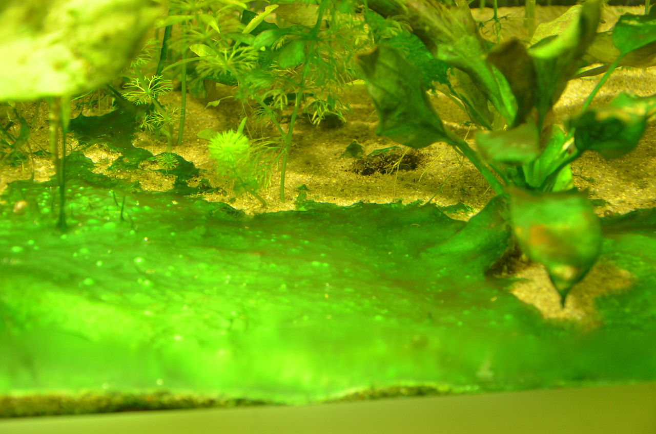 How to Get Rid of Protein Film in a Fish Tank: A Simple Guide