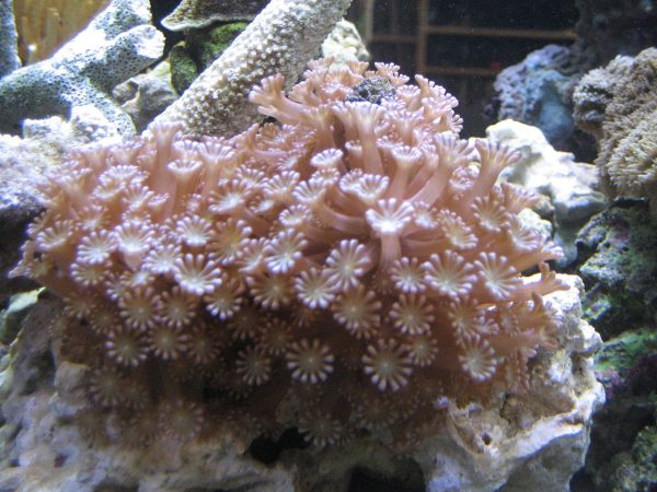 Alveopora Coral Care Guide: Tips and Tricks for Keeping Your Coral ...