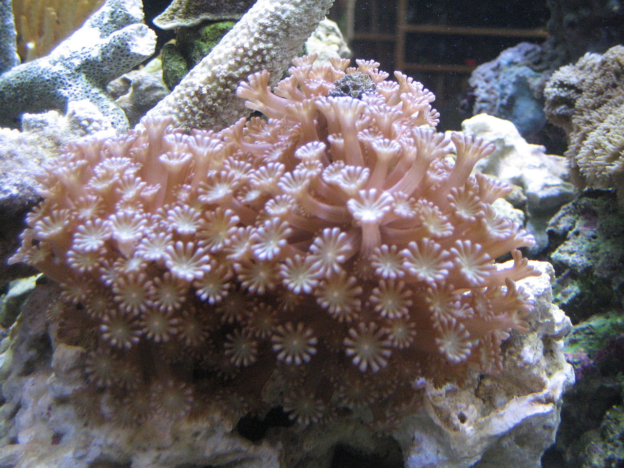 Alveopora Coral Care Guide: Tips and Tricks for Keeping Your Coral ...