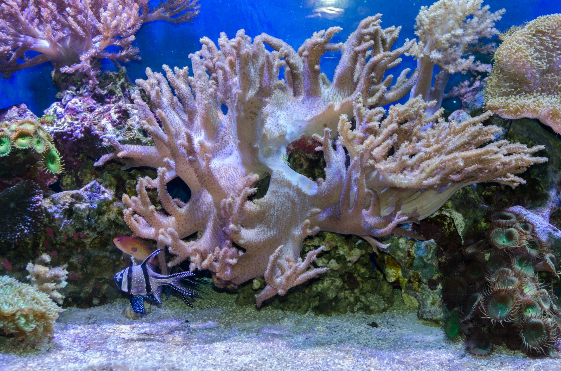 What is the Best Lighting System for Corals?