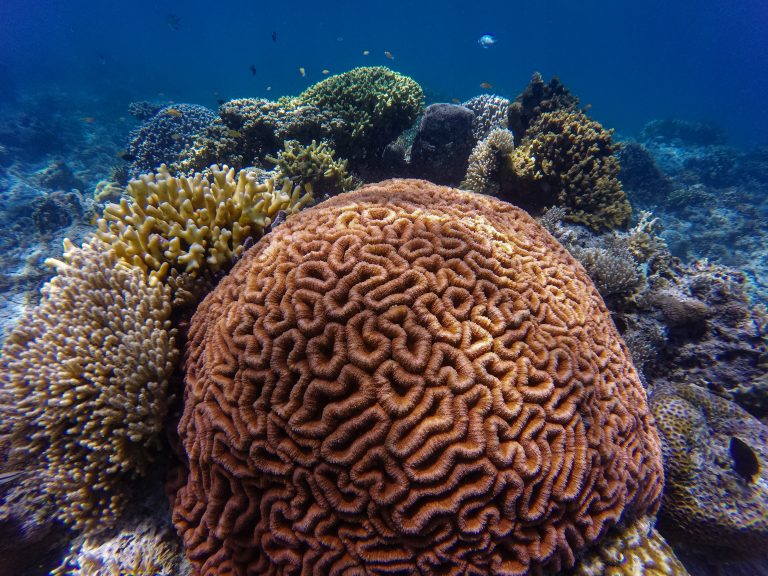 Diploria Coral Care - SeaLife Planet