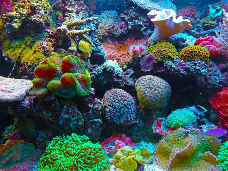 What Are Some Common Coral Species Suitable For Beginners? Expert Guide