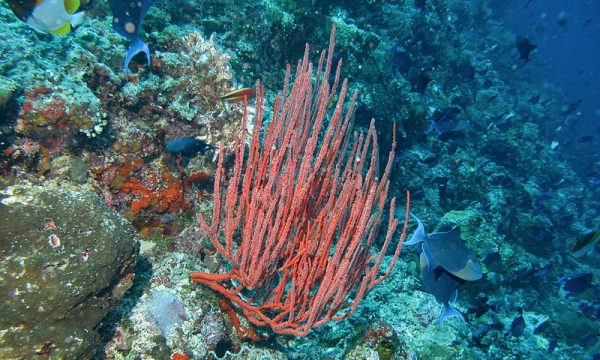 Sea Whip Coral Care