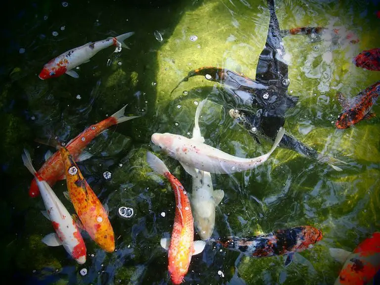 Koi Fish Skin Peeling Causes & Solutions