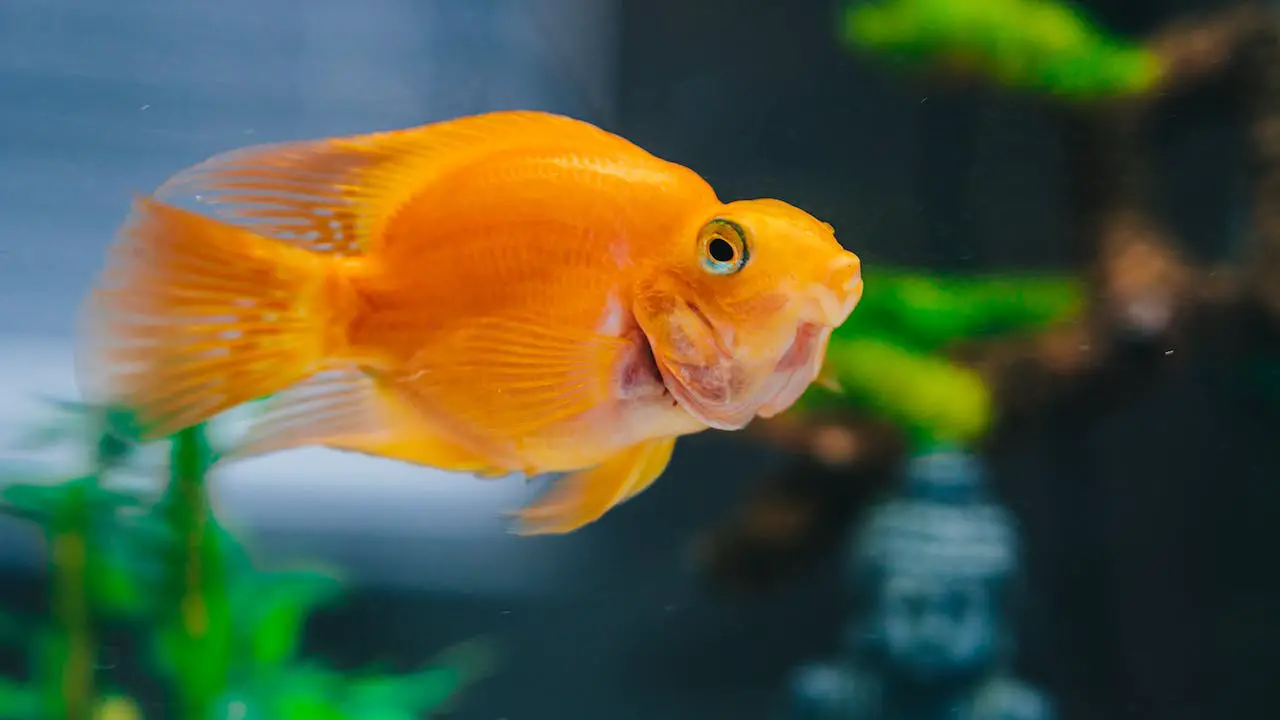 Goldfish Skin Peeling And Skin Health