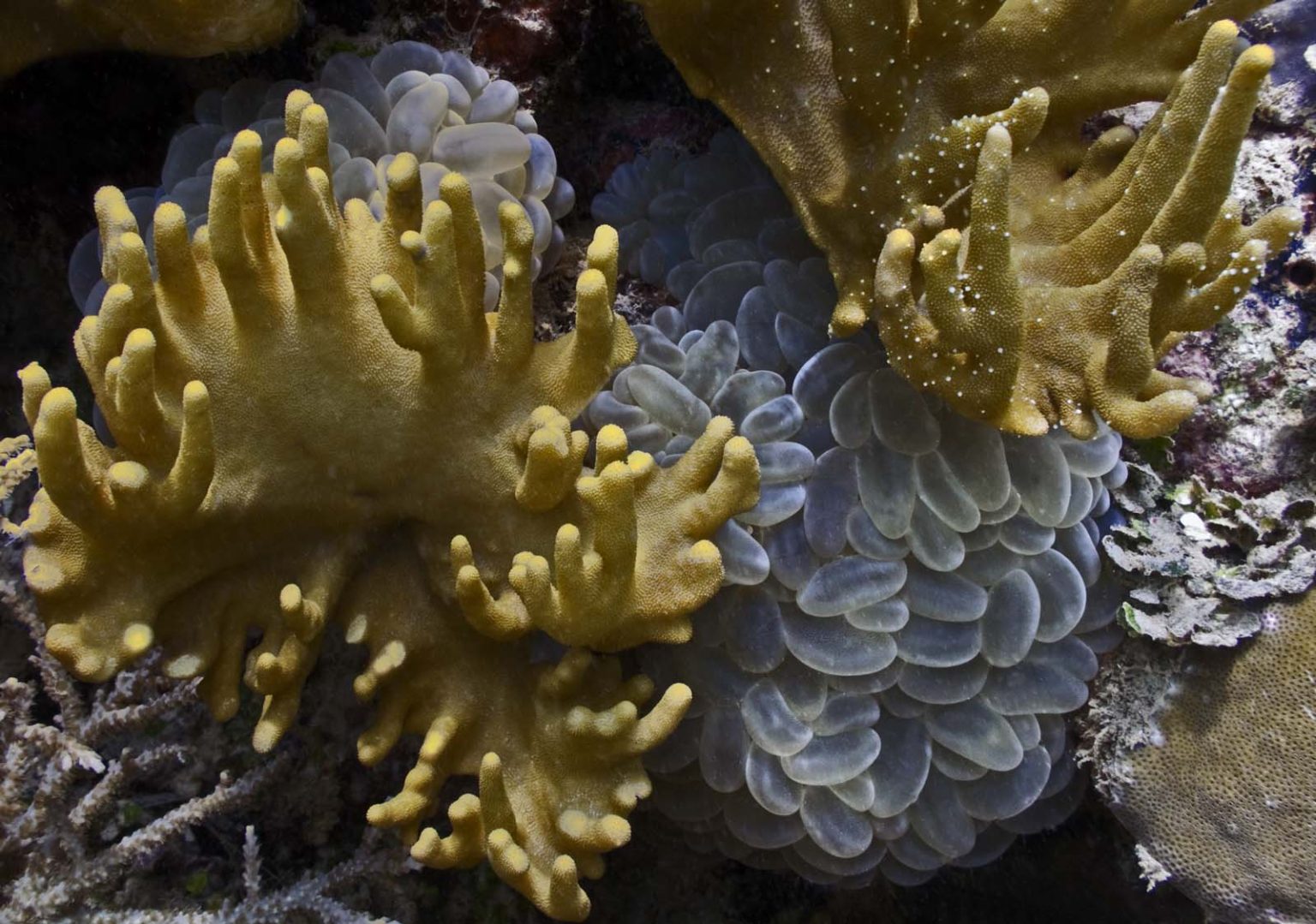 Coral Frags for Beginners: The Easy Way to Expand Your Reef